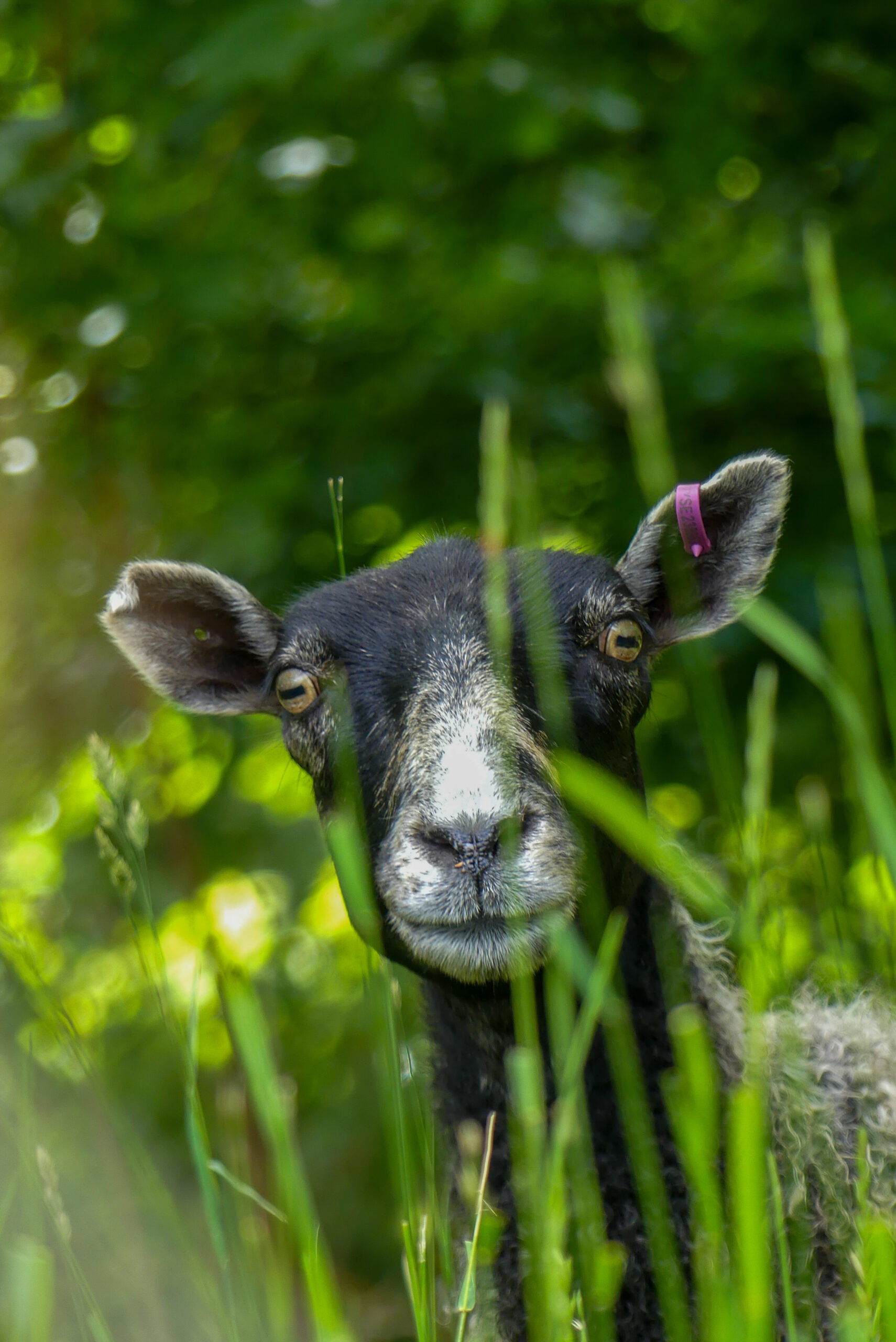 Malmö - REKO-RING ONLINE